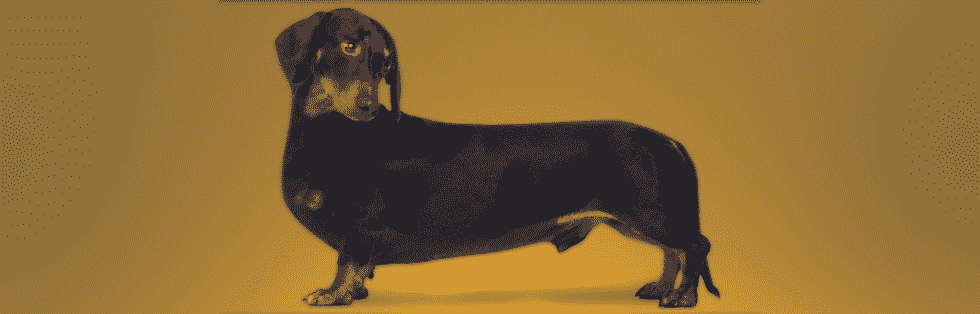 Answers For Back Spinal Problems In Dogs Nzymes answers-for-back-spinal-problems-in-dogs-nzymes